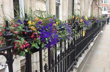 Award Winning Exterior Planting: Hanging Baskets, Windowboxes, Planted ...