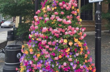 Award Winning Exterior Planting: Hanging Baskets, Windowboxes, Planted ...