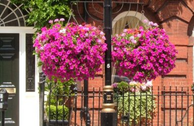 Award Winning Exterior Planting: Hanging Baskets, Windowboxes, Planted ...